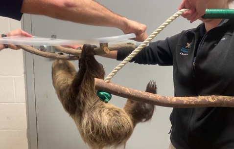 Gallery | The Science of Sloths by The Educated ZooKeeper LLC