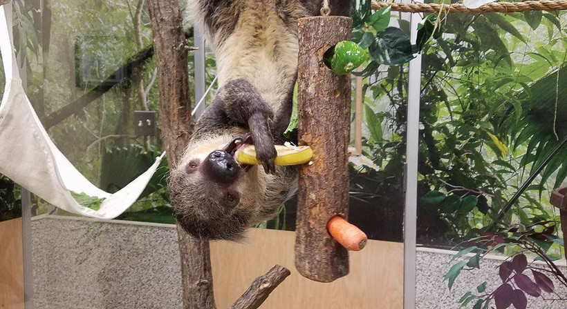 Gallery | The Science of Sloths by The Educated ZooKeeper LLC