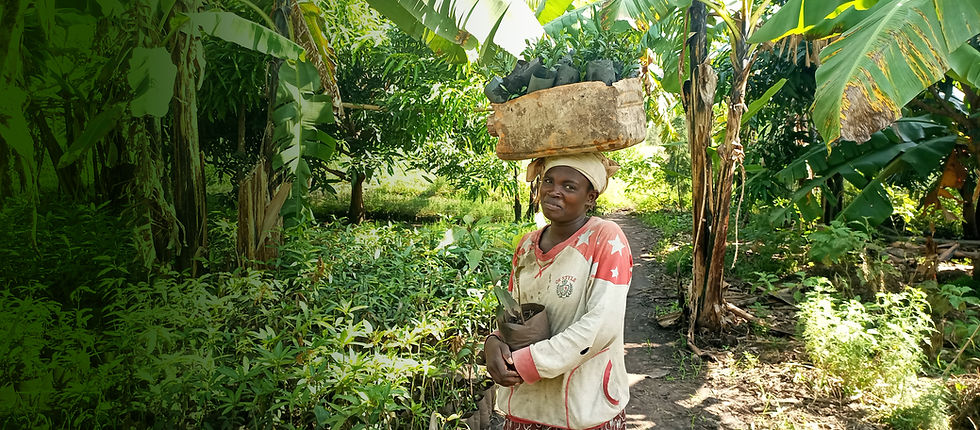 TreeSisters | charity