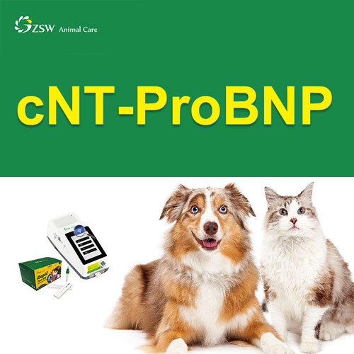 Canine N-terminal B-type brain natriuretic peptide precursor（cNT-ProBNP ...