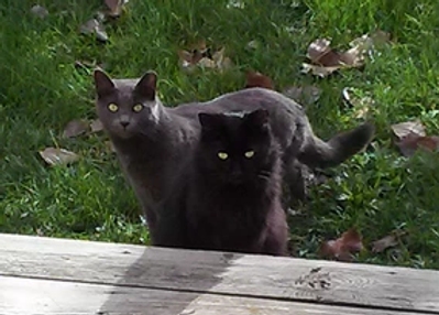 What is a Community Cat? (Part 1/30)