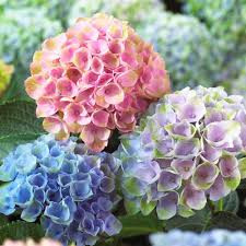 Easter Hydrangeas 2025 | SPR Website