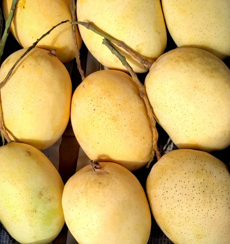 Mango-Langda(Price inclusive of home delivery) | Orchardtohome
