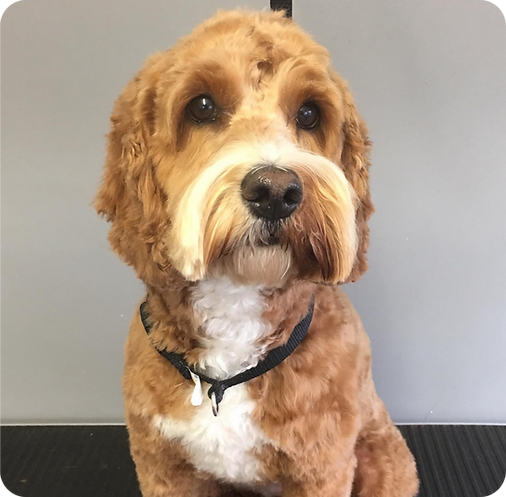 Dapper Dogs Grooming Salon | dorchester dog groomer | 15 Mountain Ash ...