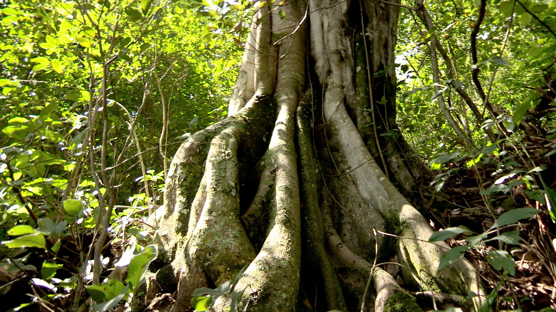 El Tambo | Abundant Living Ecuador | AB ECUADOR