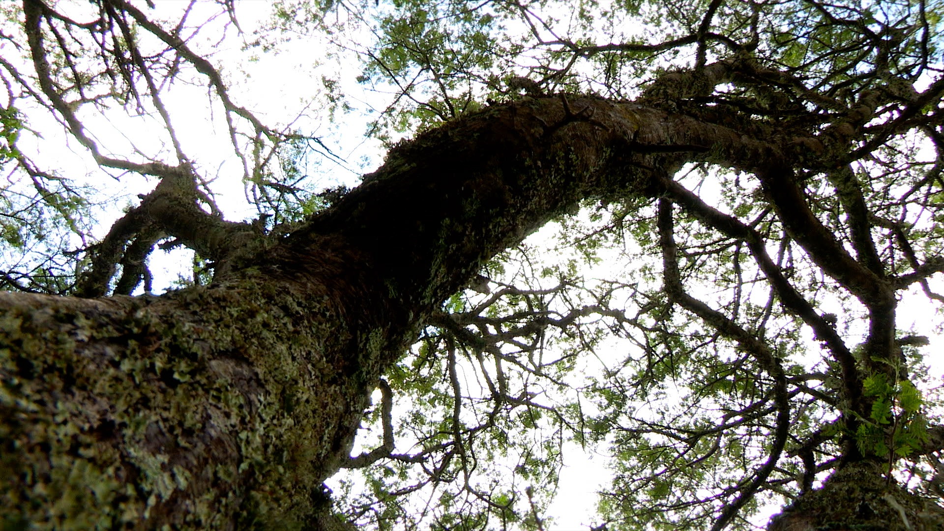 El Tambo | Abundant Living Ecuador | AB ECUADOR