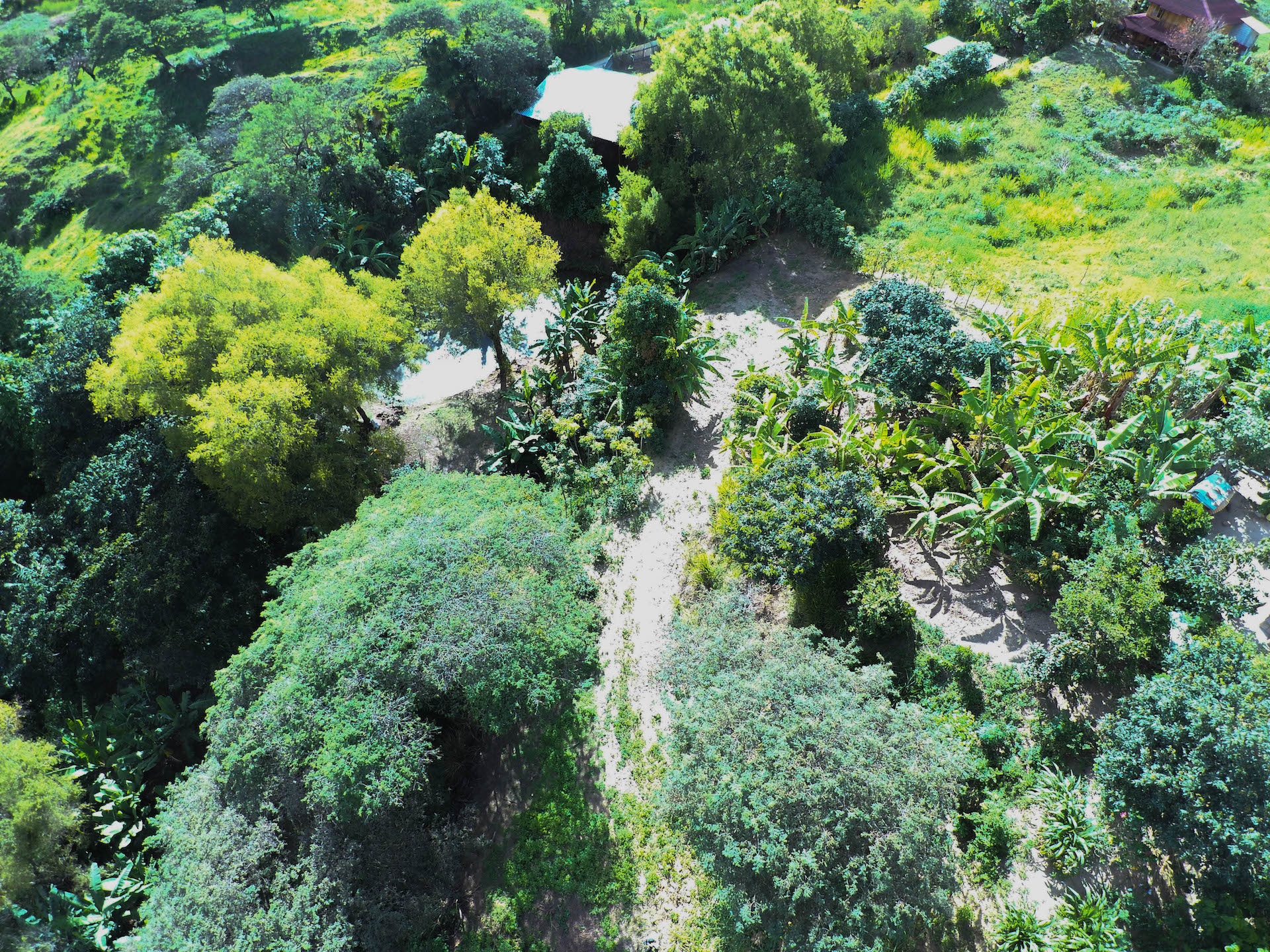 Nearly a Hectare With Fruit Trees Near Vilca| Abundant Living Ecuador