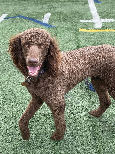 Daycare | Carver Canines