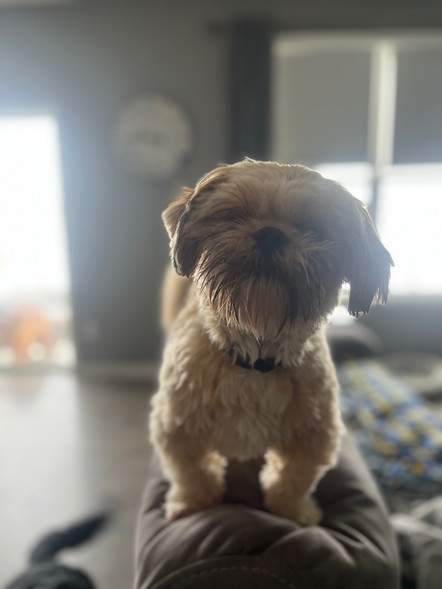 Carver Canines. Kennel free dog boarding and daycare. | kennel free ...