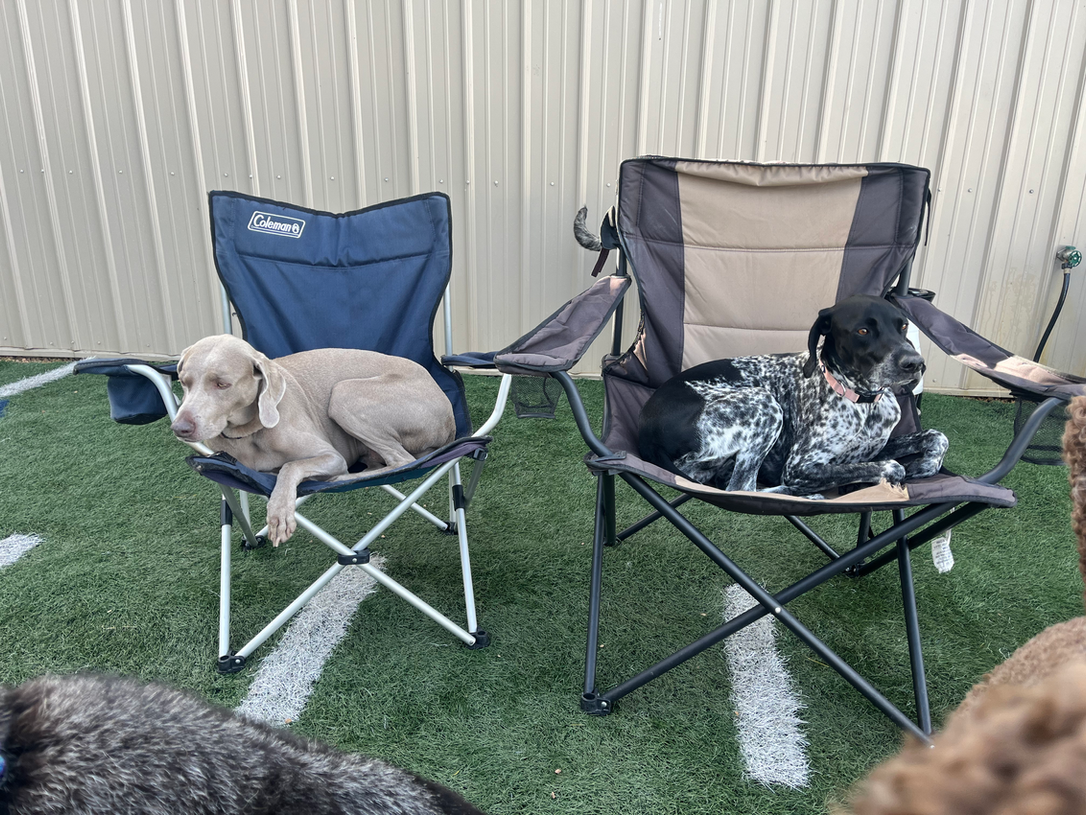 Carver Canines. Kennel free dog boarding and daycare. | kennel free ...