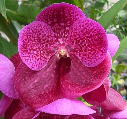 Vanda Robert's Delight Garnet Beauty | TheDarkOrchid
