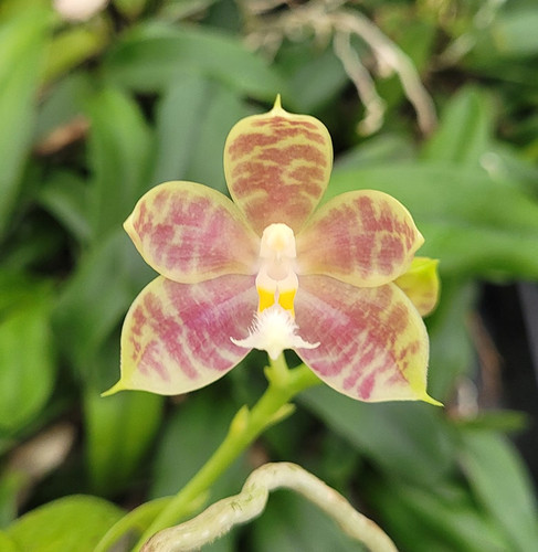 Phalaenopsis (tetraspis C1 x Yaphon Surprise Happiness)(michol. xmannii ...
