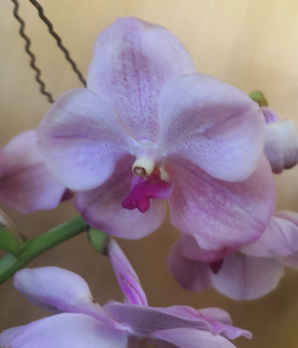 Vanda Pakchong Blue x Vanda Srakaew | TheDarkOrchid