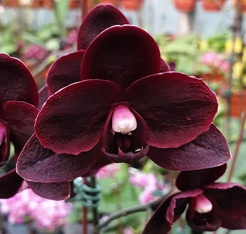 Phal. Black Bird HCC/OIOS | TheDarkOrchid