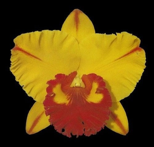 Rlc. Tainan Gold | TheDarkOrchid