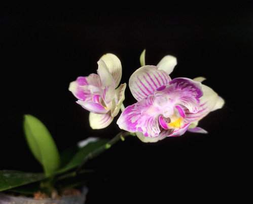 Phal. Miki Lovely Girl | TheDarkOrchid