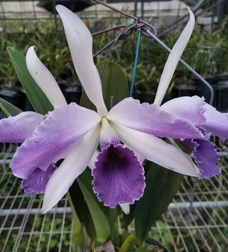 C. C. G. Roebling 'Blue Indigo' | TheDarkOrchid