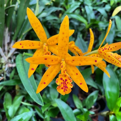 Blc. Sun Mei Gold 'Sun Spots' (S) | TheDarkOrchid