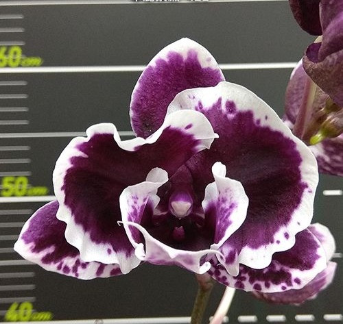 Phal. Miki Violet Frill '421' | TheDarkOrchid