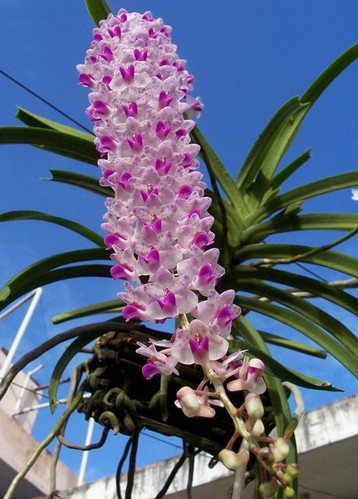 Rhynchostylis retusa (FS) | TheDarkOrchid