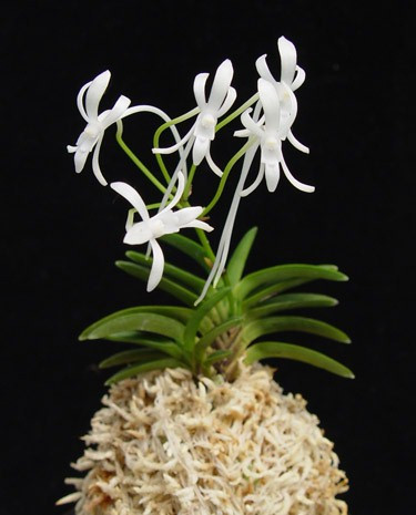 Wind Orchid - Neofinetia falcata (NFS) | TheDarkOrchid