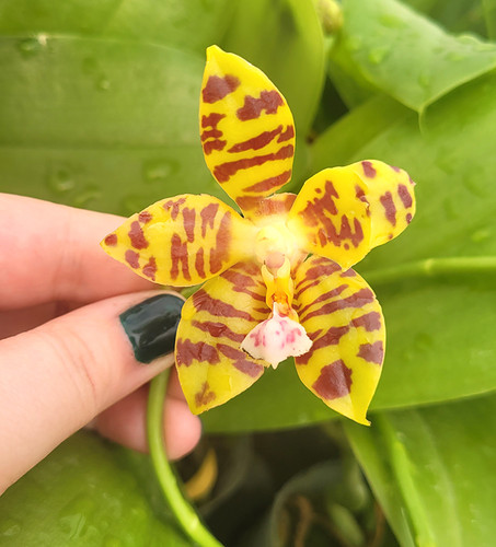 Phalaenopsis Aber Ambo 'Chartreuse' (peloric - 2 eyes) (FS) | TheDarkOrchid