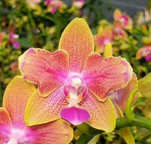 Phal. Miki Golden Sand '1363' (peloric - 2 eyes) | TheDarkOrchid