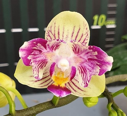 Phal. Miki Lovely Girl | TheDarkOrchid