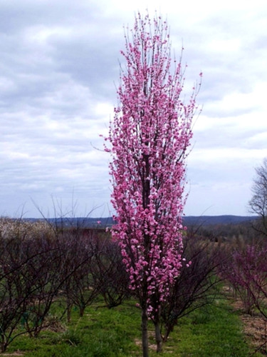 105 - Red Gold Nectarine | Ferry Conservation 1