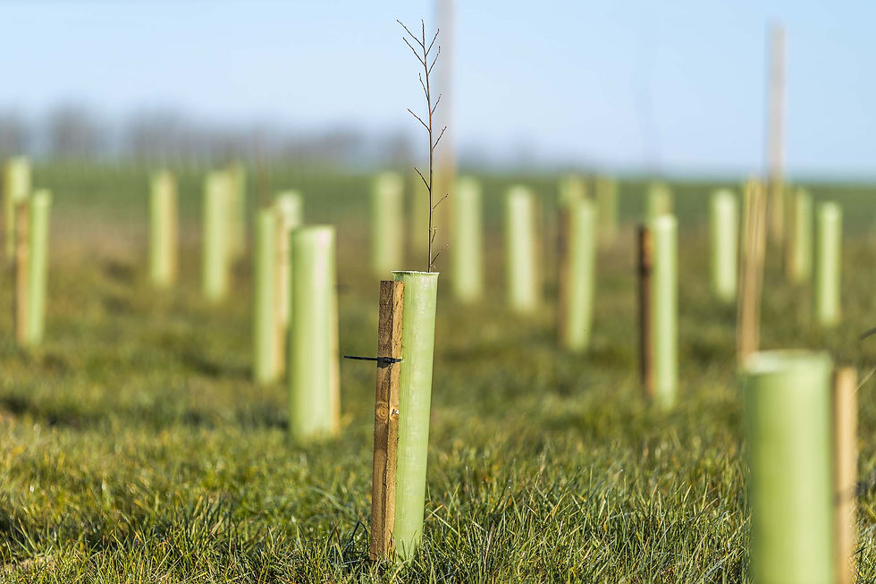 116 - Tree tubes | Ferry Conservation