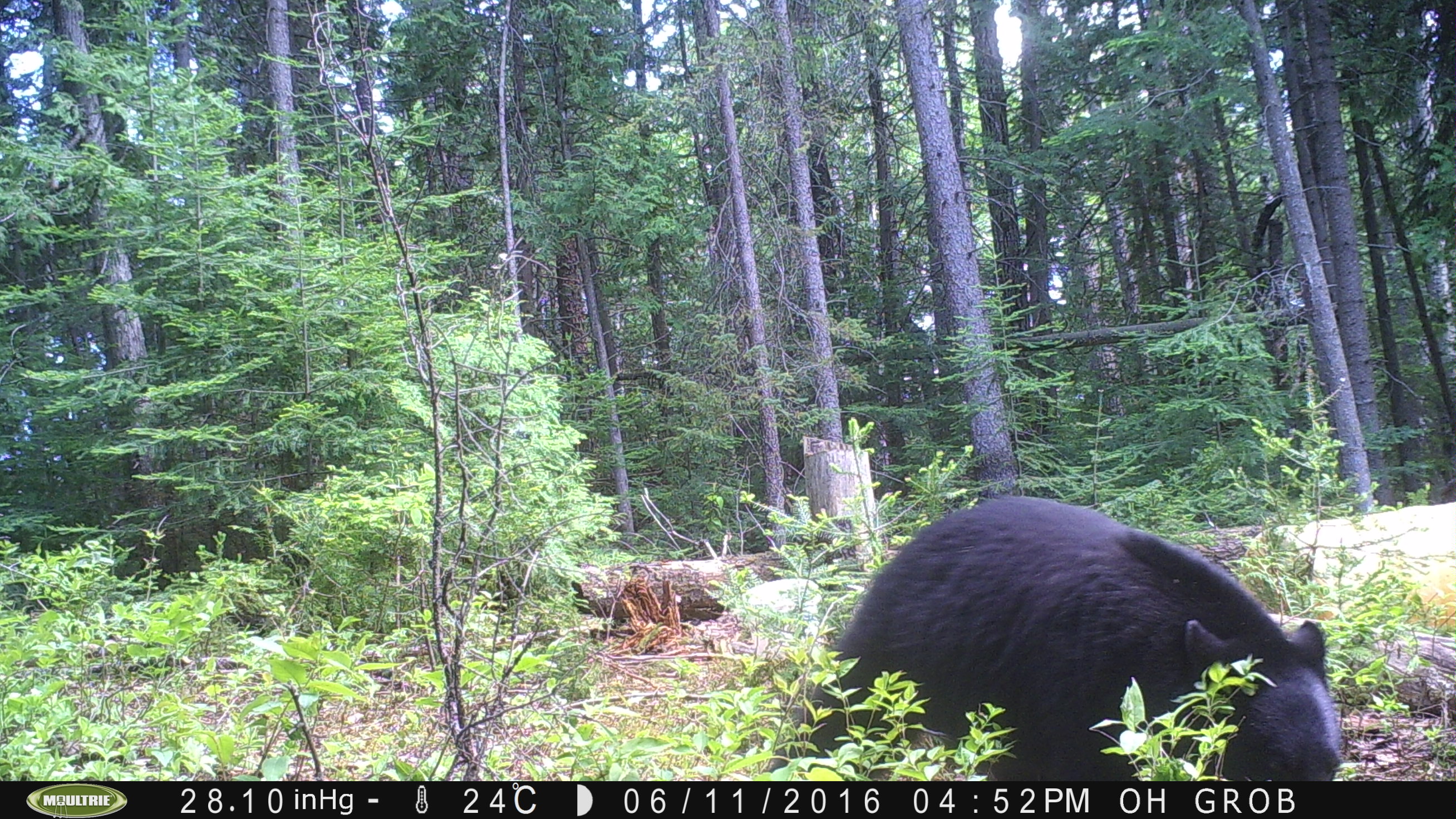 treebearcamp / bear hunting & fishing cottages Shining Tree Canada
