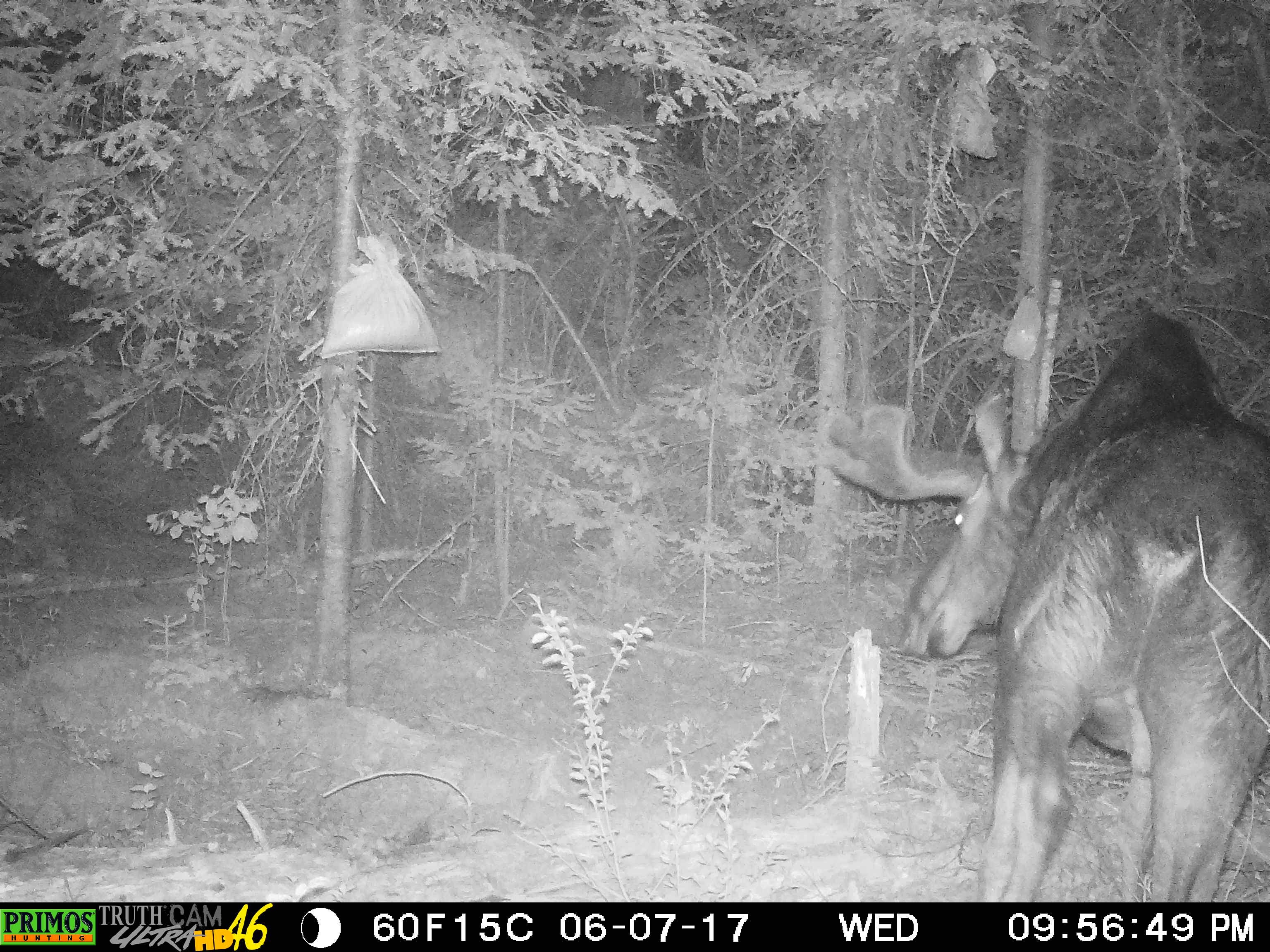 treebearcamp / bear hunting & fishing cottages Shining Tree Canada