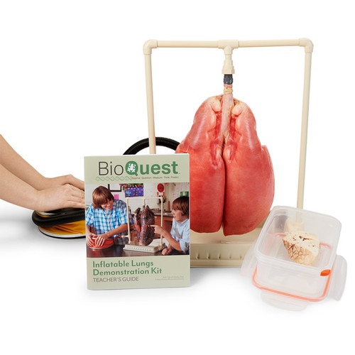 BioQuest® Inflatable Lung Kit, Preserved | Nantah Capital 2022