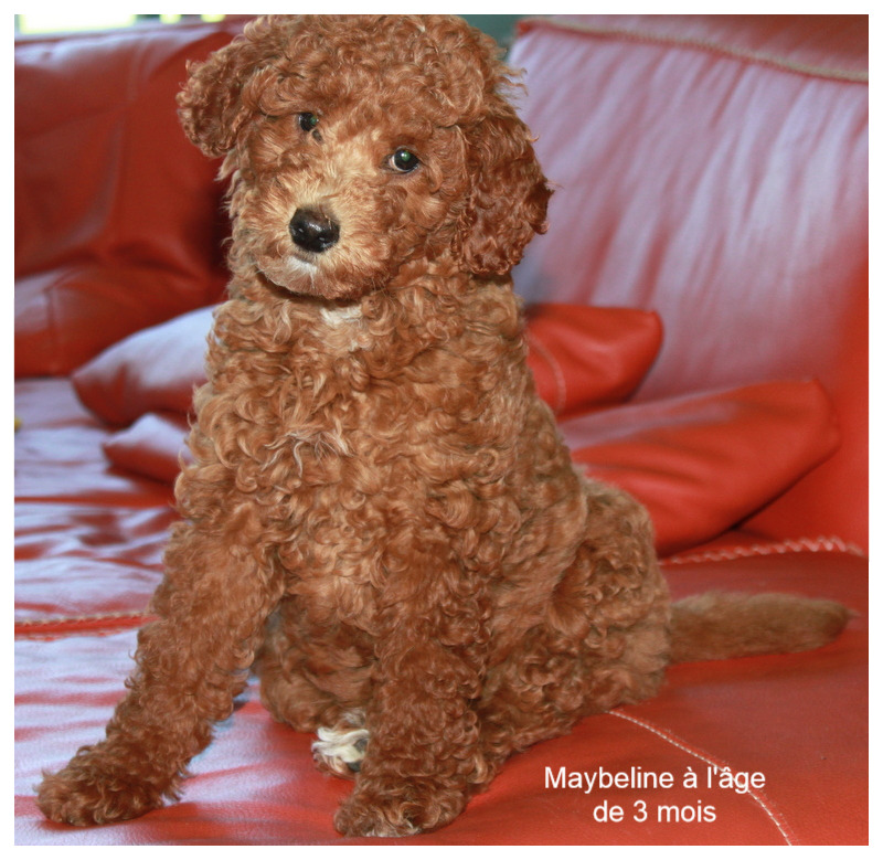 Nos caniches moyens (petits standards) | monsite-1