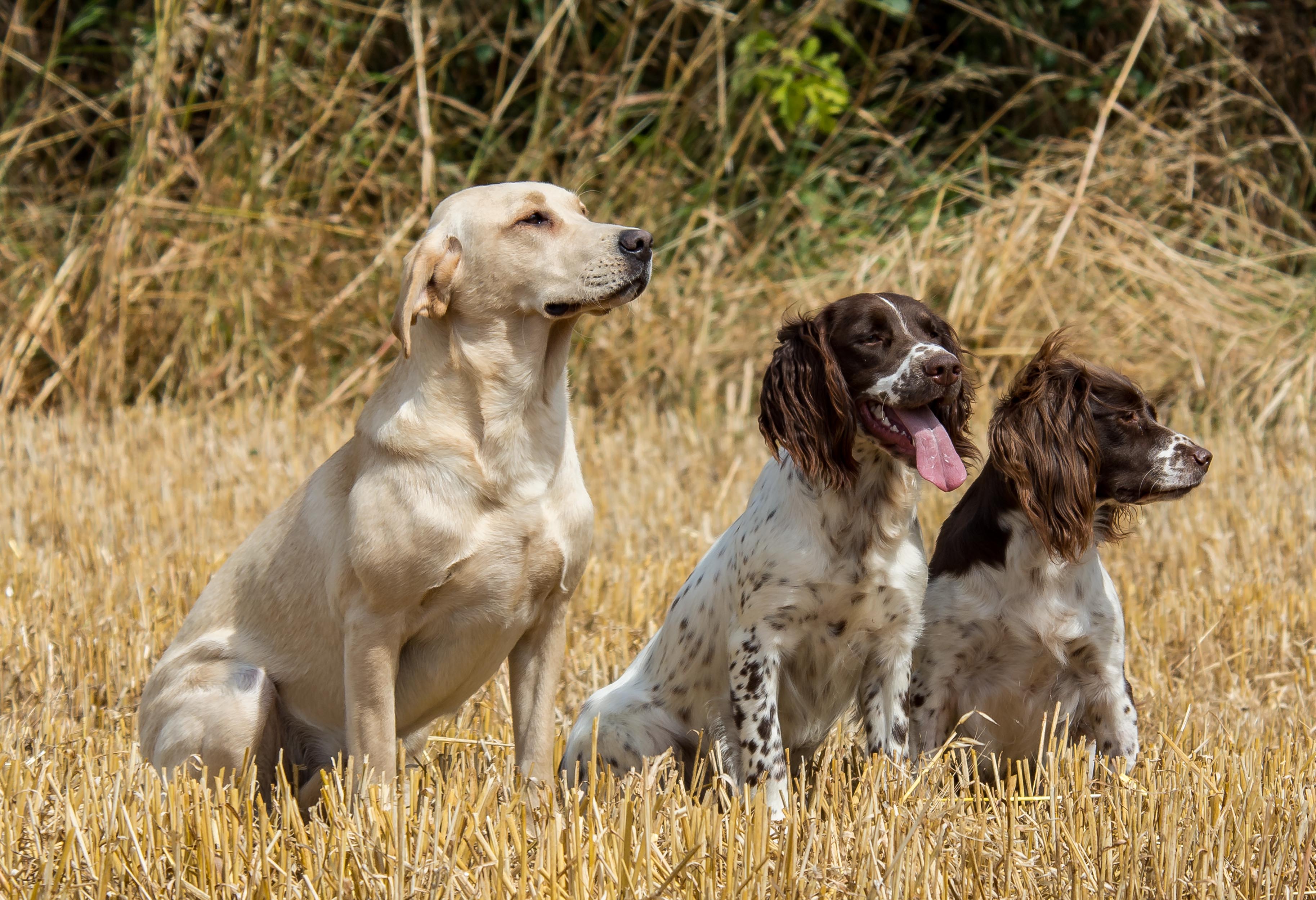 Labrador, Spaniel,Puppies,Powys Wales,Rangemaster Gundogs,