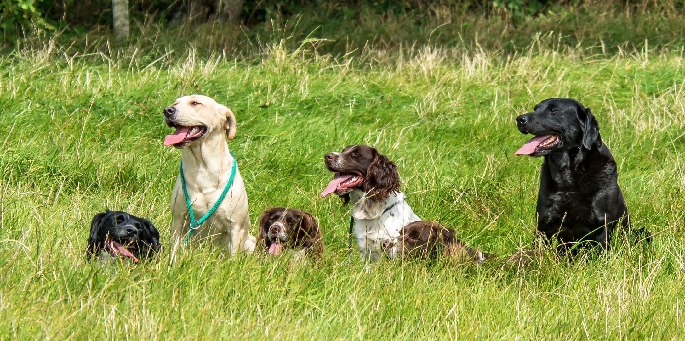 Labrador, Spaniel,Puppies,Powys Wales,Rangemaster Gundogs,