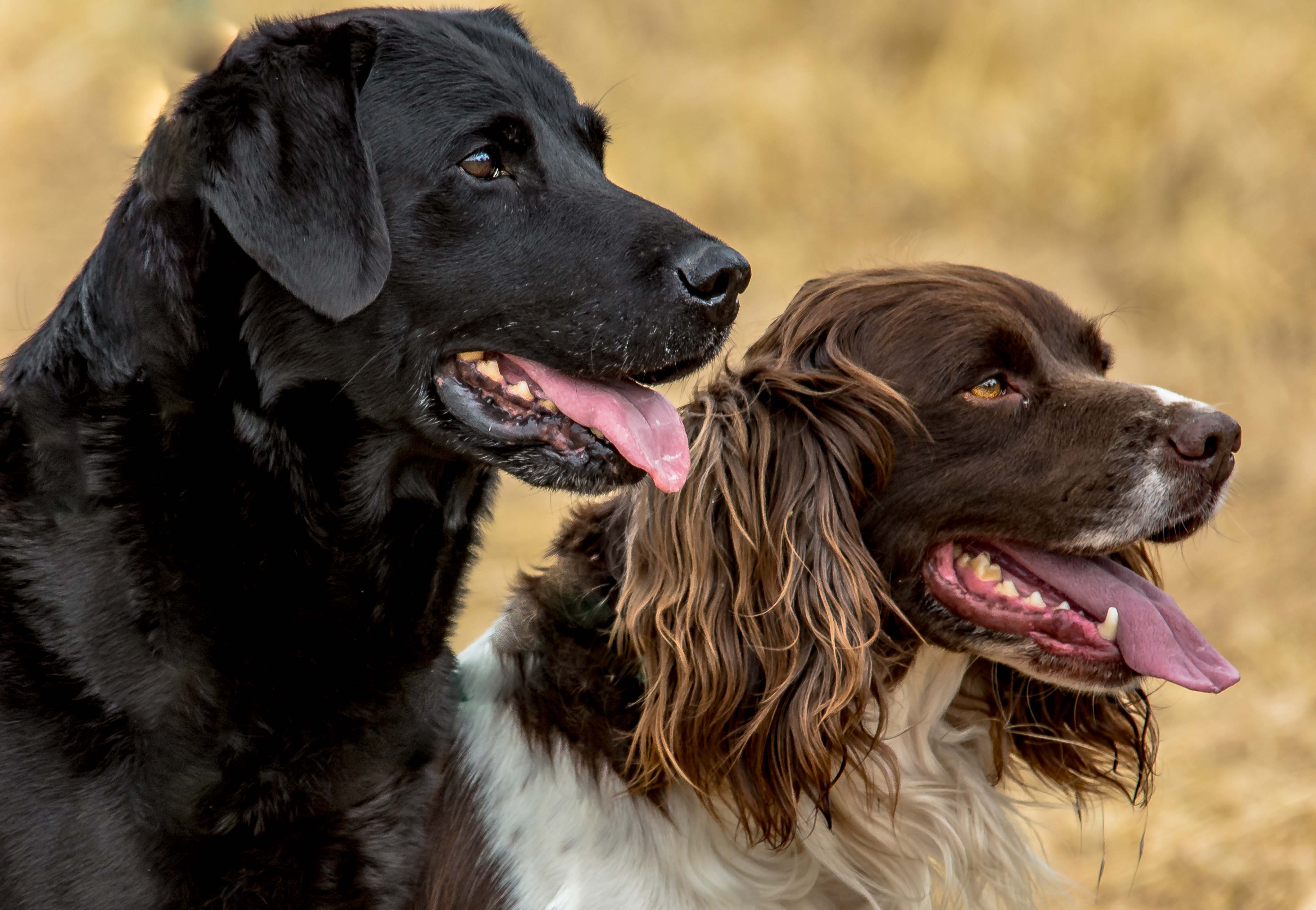 Labrador, Spaniel,Puppies,Powys Wales,Rangemaster Gundogs,