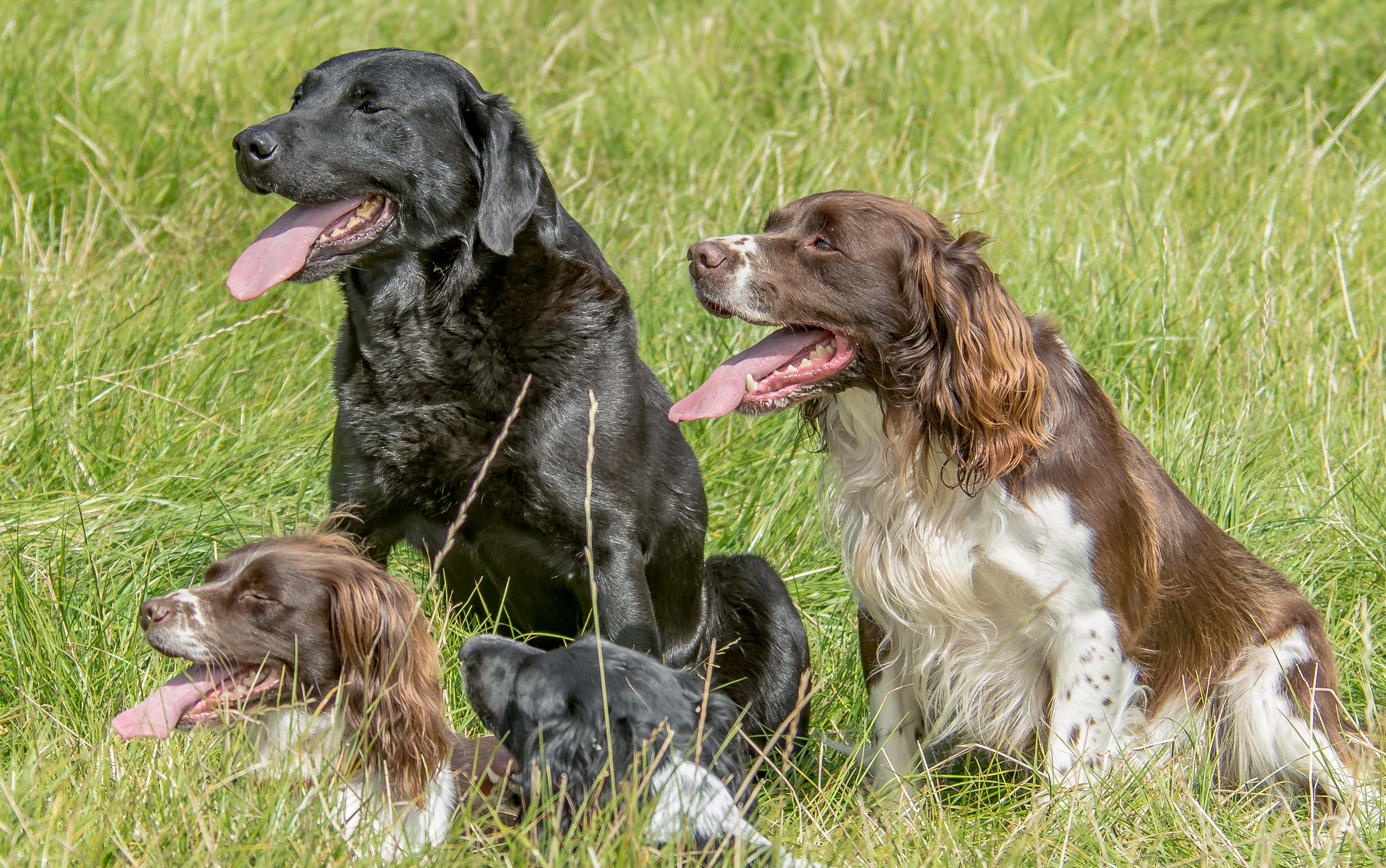 Labrador, Spaniel,Puppies,Powys Wales,Rangemaster Gundogs,