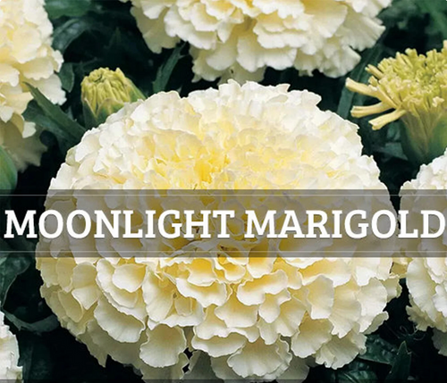 Moonlight Marigold - SEASONAL | TwoWillowsHomestead
