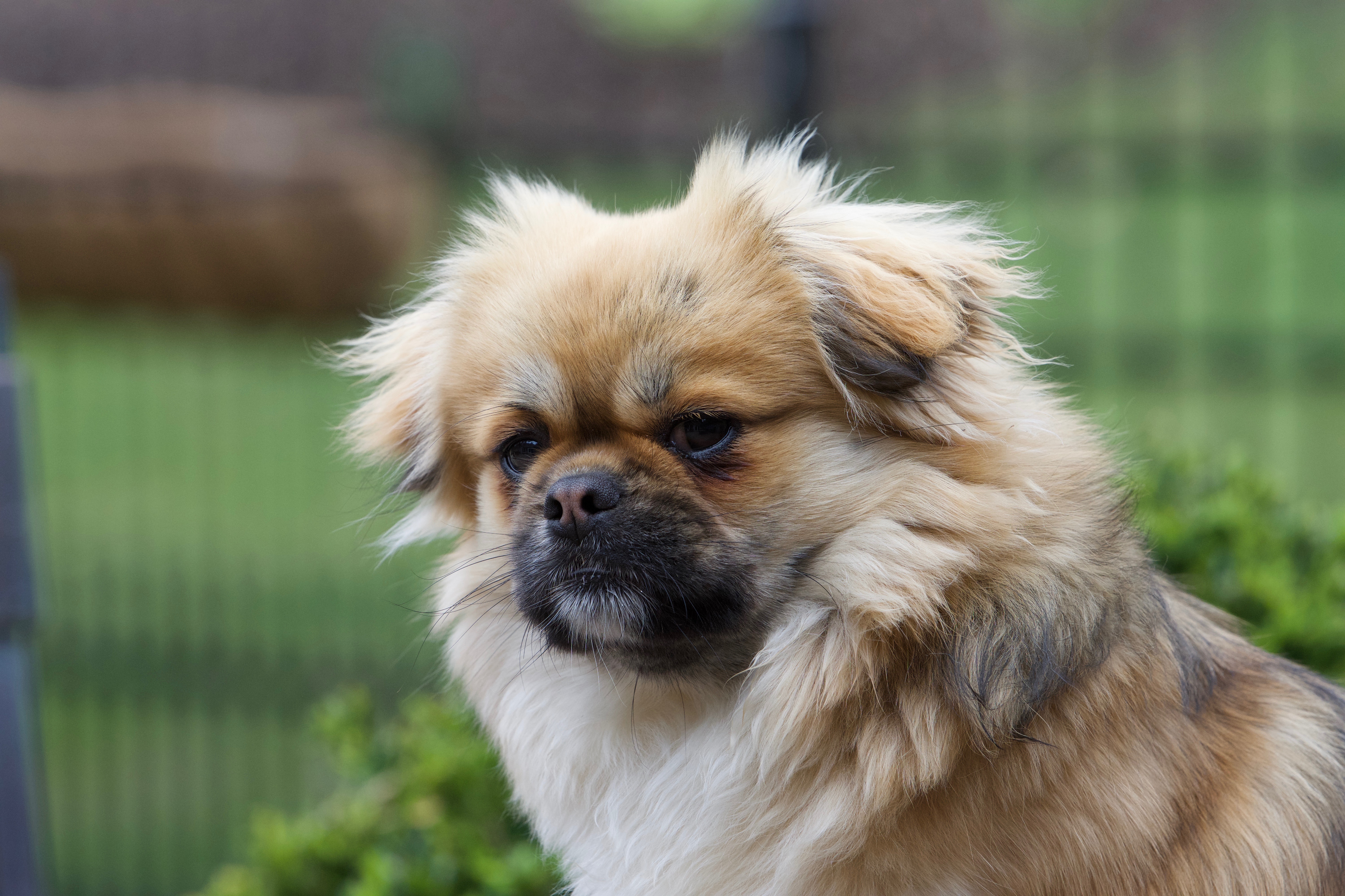 Home | Arabelle Tibetan Spaniels