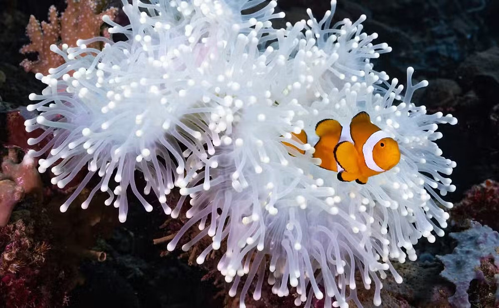 Clownfish shrink their bodies to survive ocean heat waves