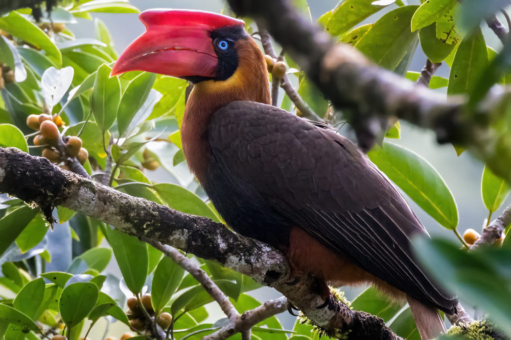 Endangered and elusive bird: Kalaw emerges in Sierra Madre range