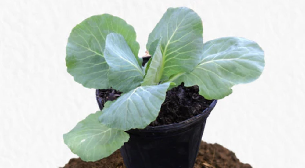 How to plant pechay: Tips for growing and harvesting pechay