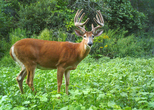 BIG RACK Kill Zone | brwa