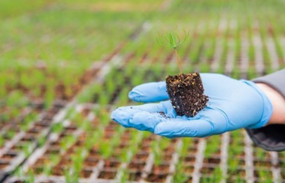 National Highways awards up to £3 million to increase tree planting ...