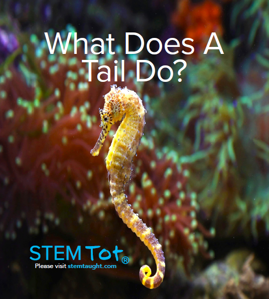What Does a Tail Do?