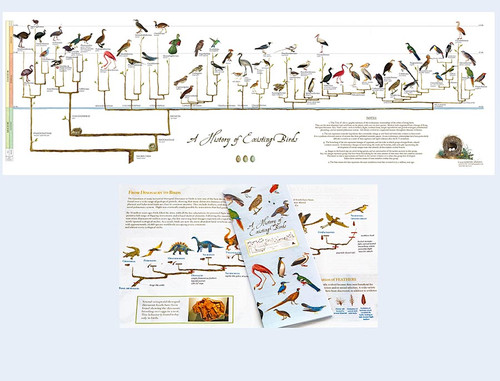 Poster - A History of Existing Birds | Nature's Materials