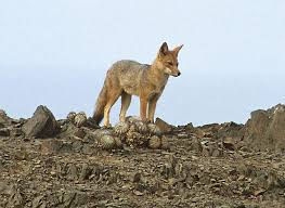 South American fox evolutionary history