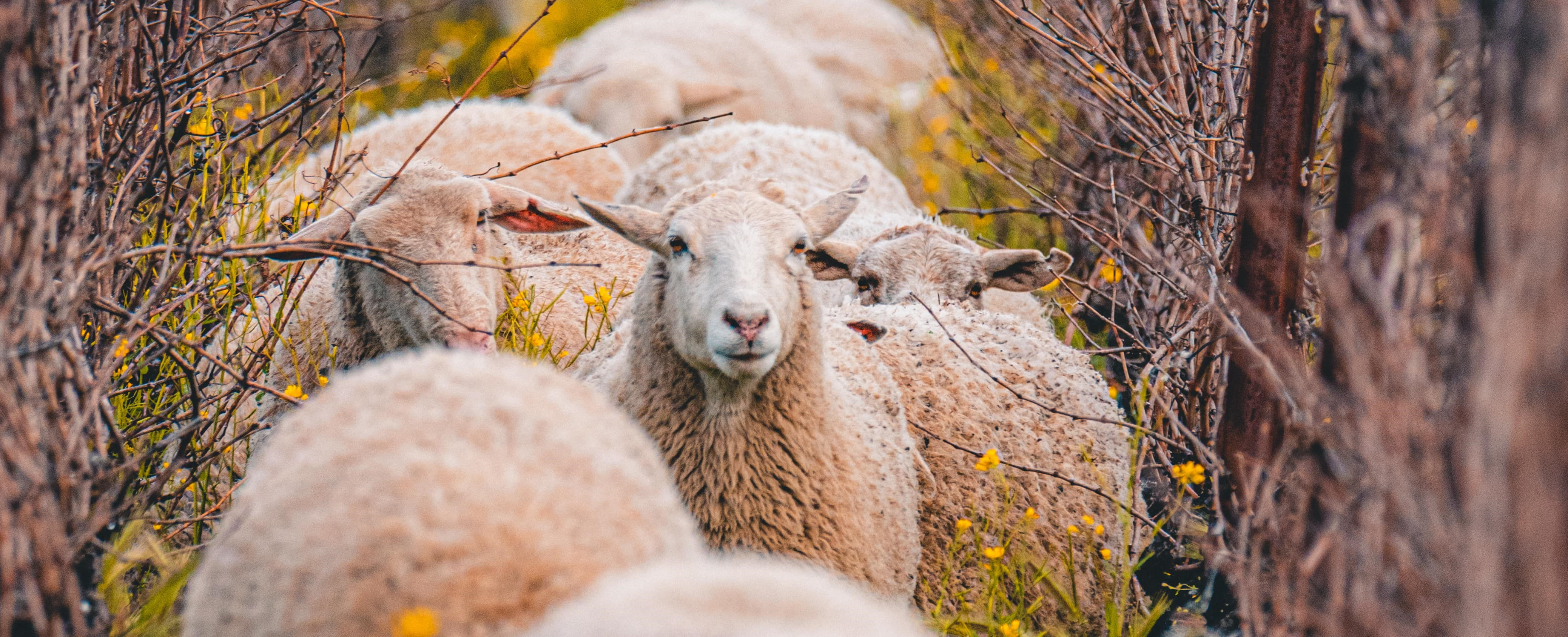 Opus One Winery | IWCA