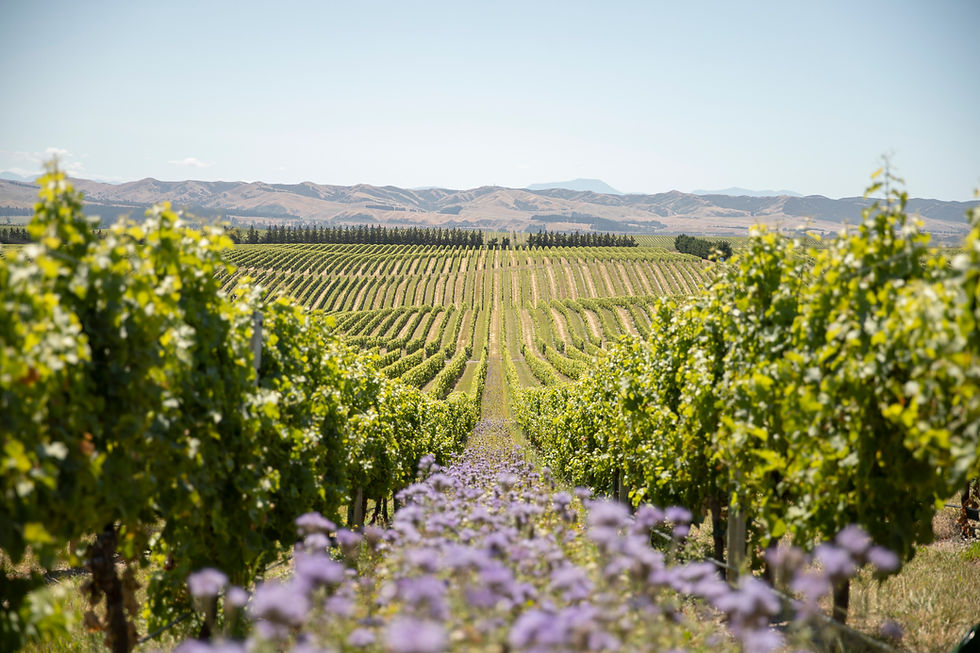 A regenerative viticulture primer: How does the way you farm impact ...